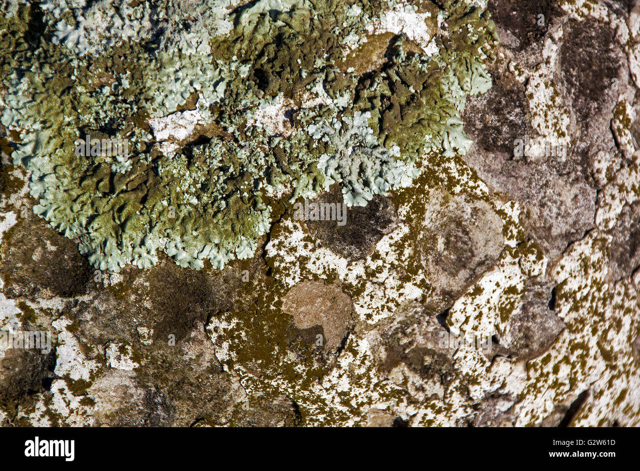 Closeup texture of lichen fungus and moss covered dimpled surface ...