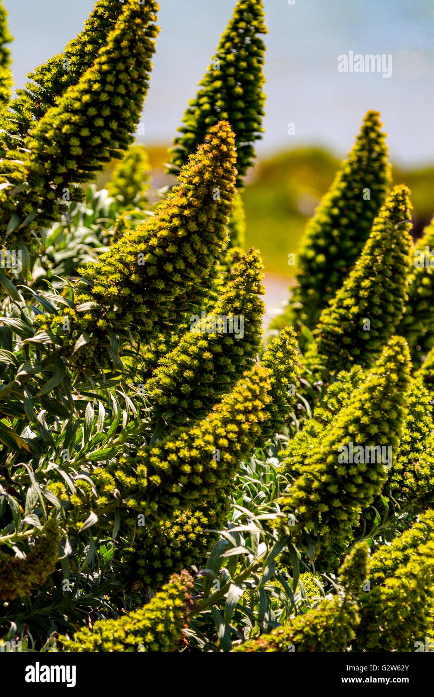Pride of Madeira plants at the Marina on Powell Street in Emeryville ...