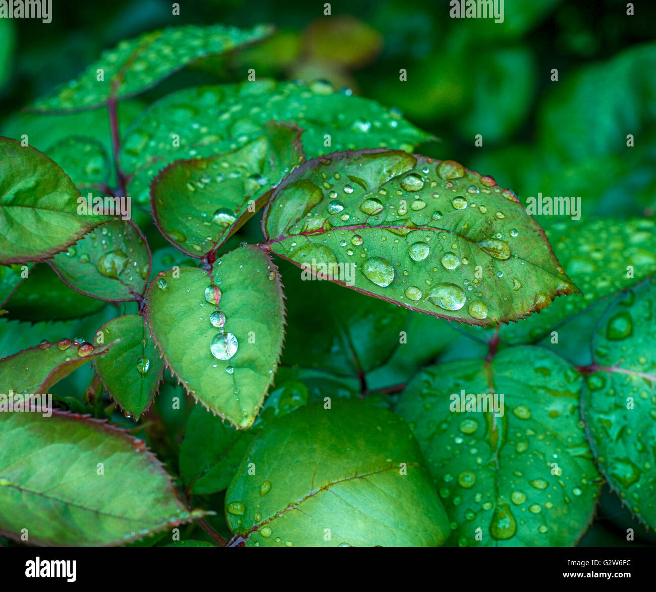 Green leaves with rain drops in the garden Stock Photo - Alamy