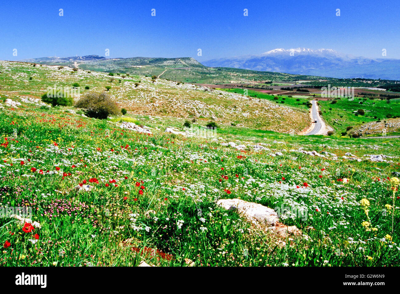 Israel galilee spring flowers blooming hi-res stock photography and ...