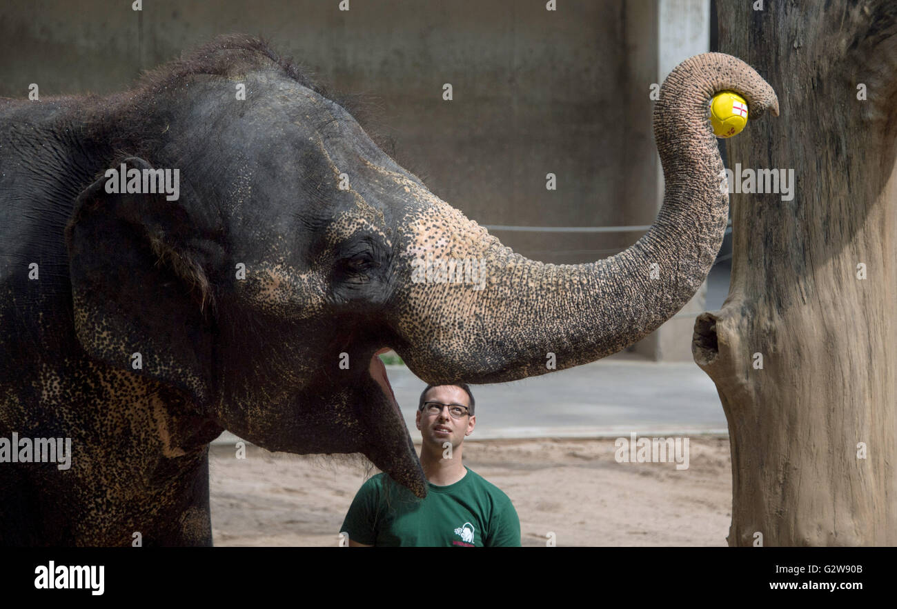 Stuttgart, Germany. 03rd June, 2016. Female elephant Zella presents a ...