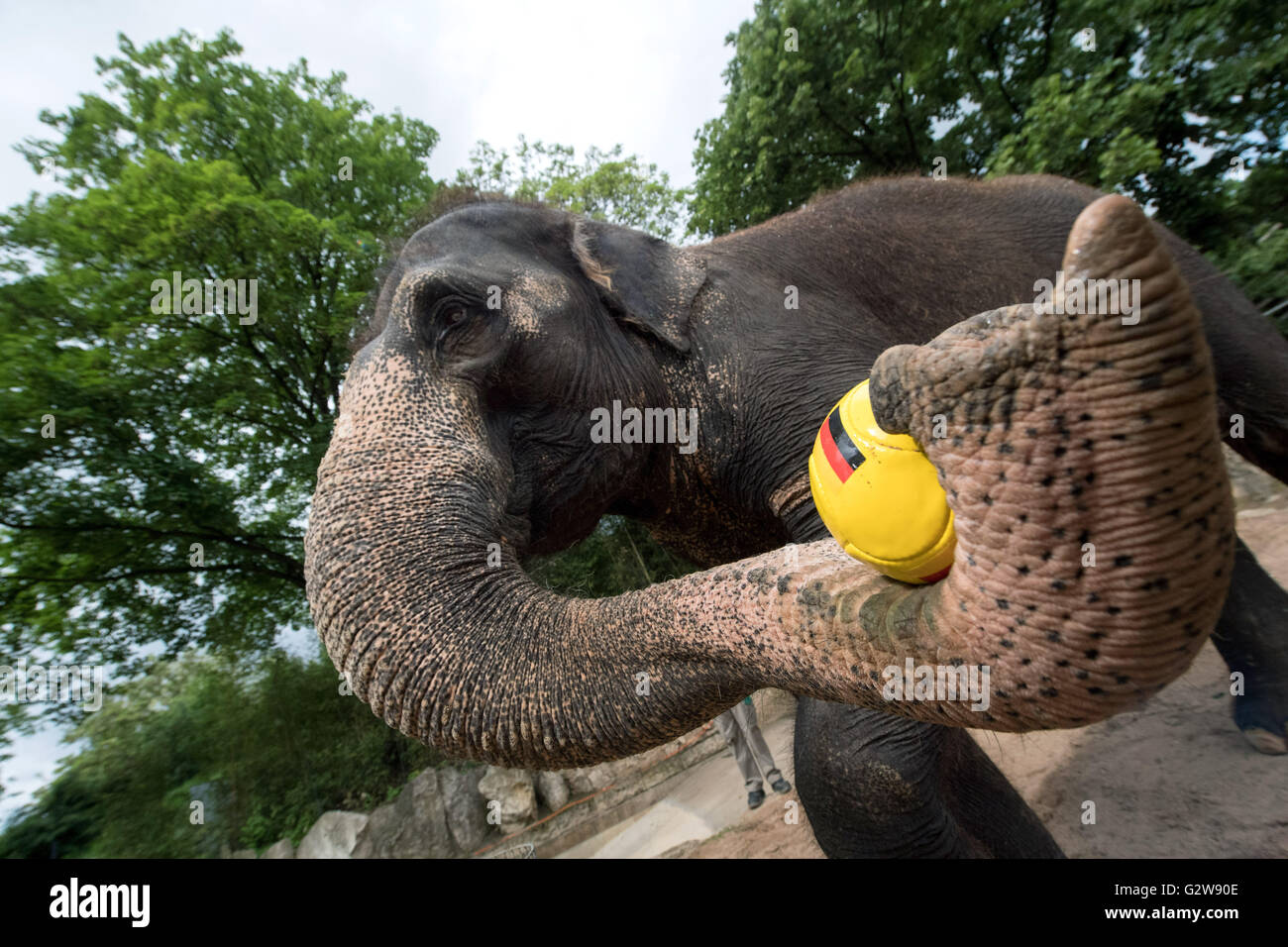 Stuttgart, Germany. 03rd June, 2016. Female elephant Zella presents a ...
