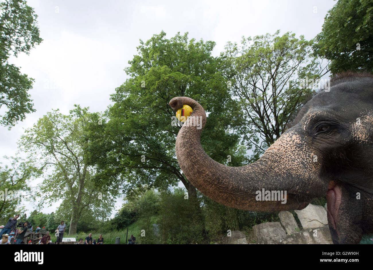 Stuttgart, Germany. 03rd June, 2016. Female elephant Zella presents a ...