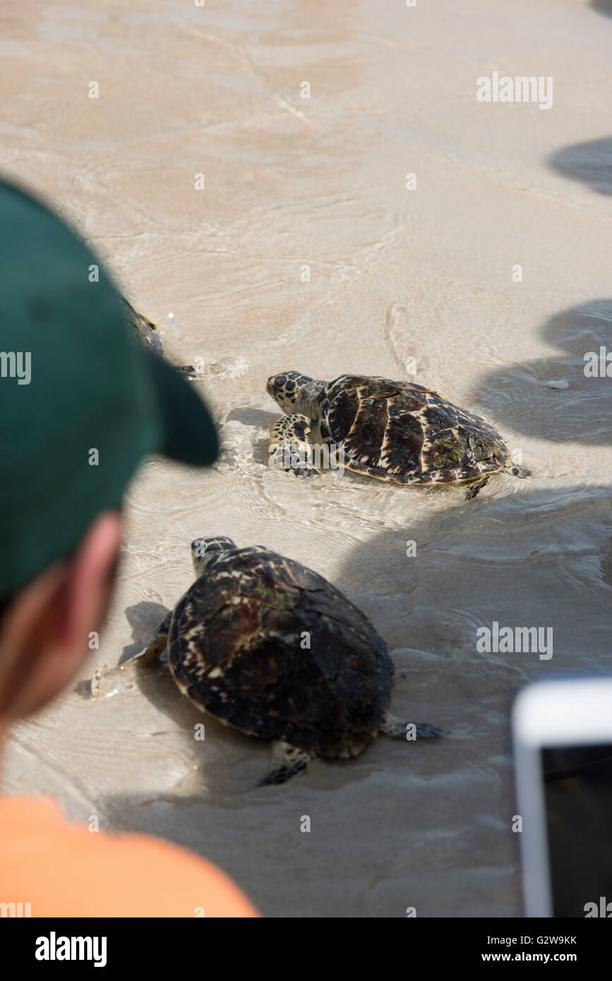 Turtle release event on a Middle Eastern beach, showing hatchlings ...