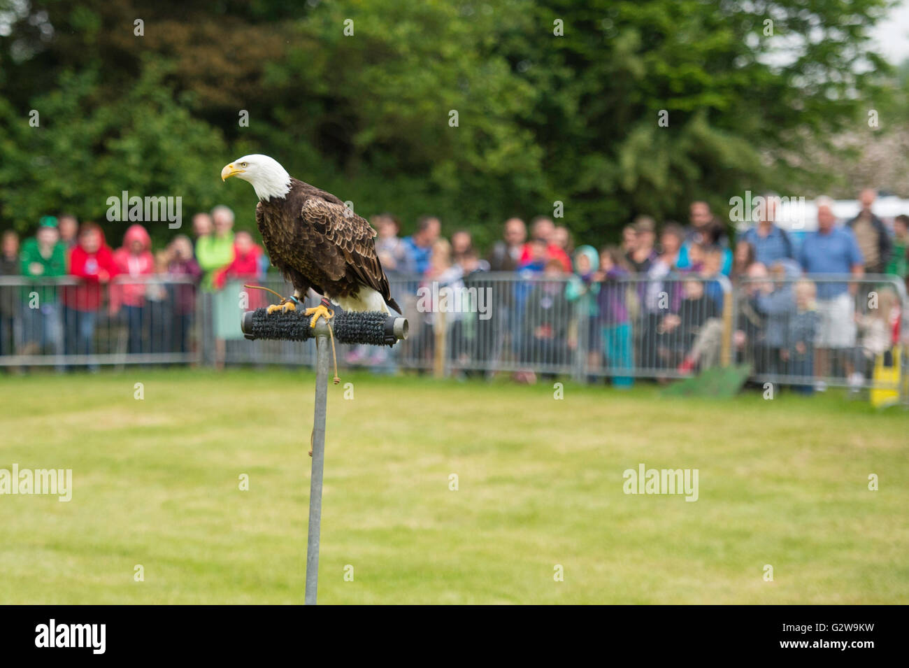 Shepton Mallet, UK. 3rd June, 2016. Bird of Prey Display at the Bath ...