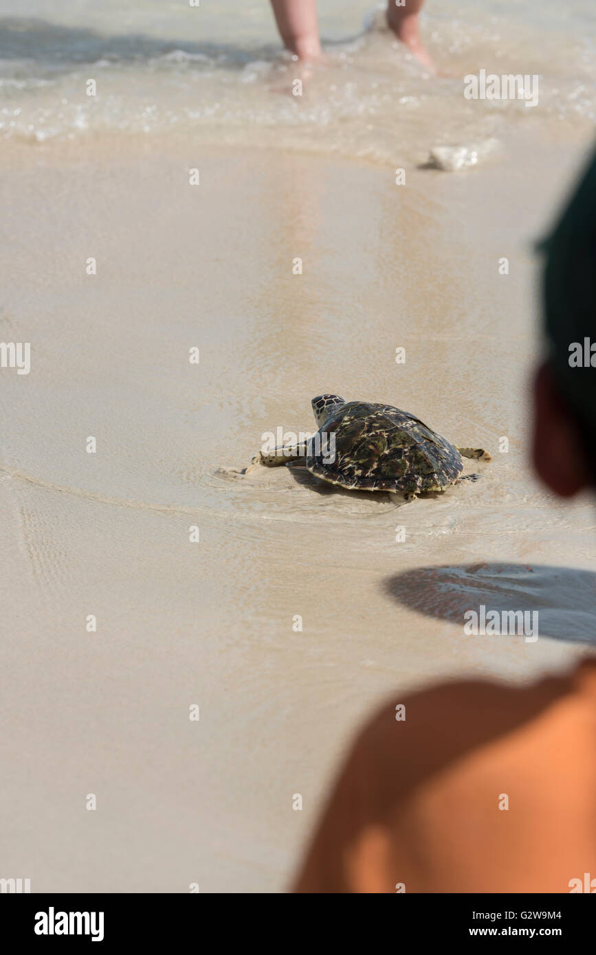 Baby Sea Turtle Swimming Underwater High Resolution Stock Photography ...