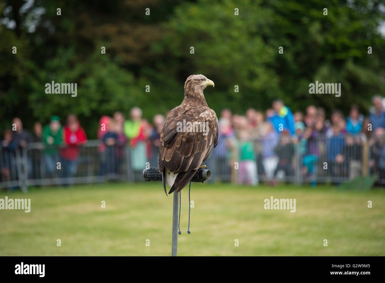Shepton Mallet, UK. 3rd June, 2016. Bird of Prey Display at the Bath ...
