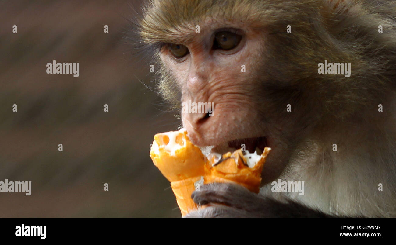 Monkey with ice cream hi-res stock photography and images - Alamy
