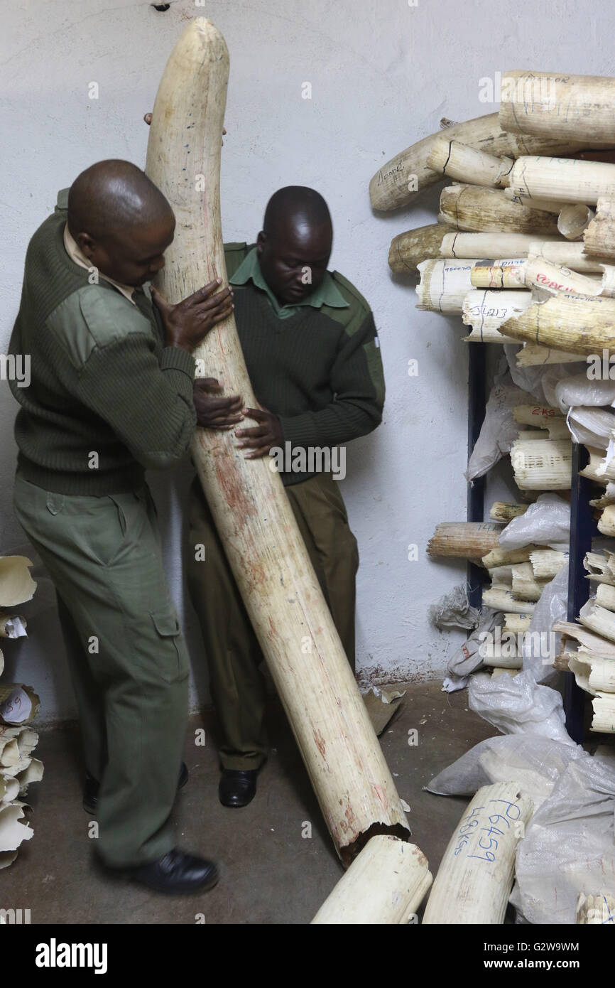 Harare. 3rd June, 2016. Zimbabwean national parks and wildlife ...