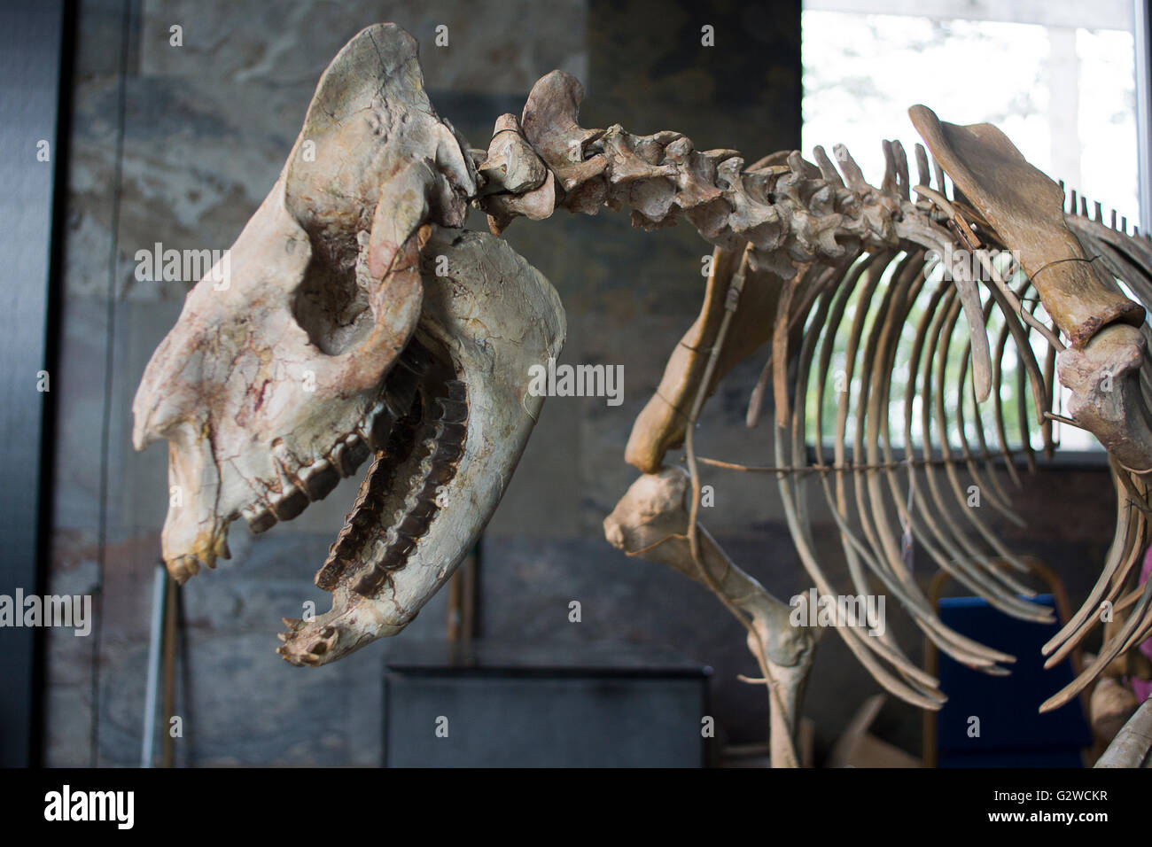 Hyrachyus hi-res stock photography and images - Alamy