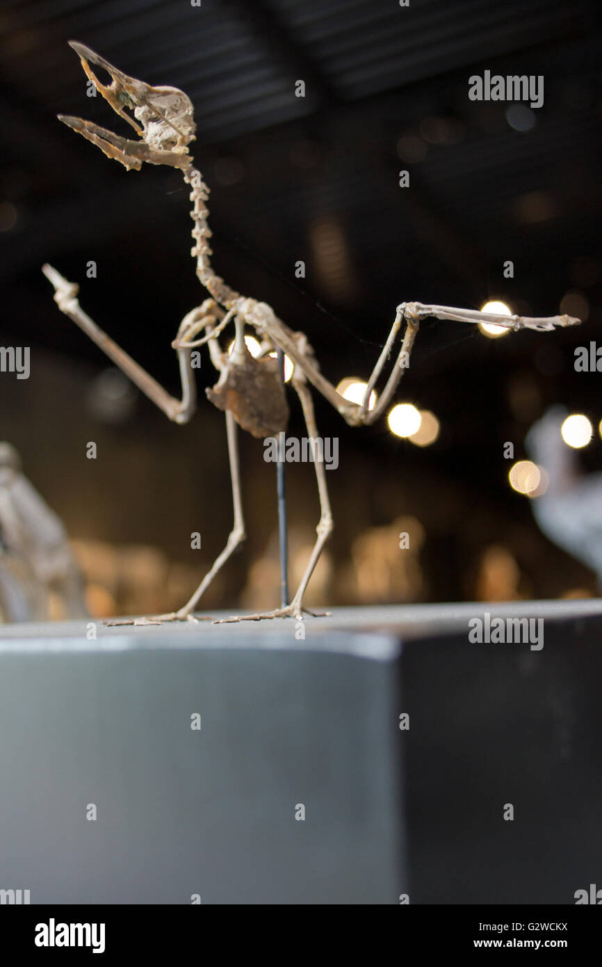 Fossil bird hi-res stock photography and images - Alamy