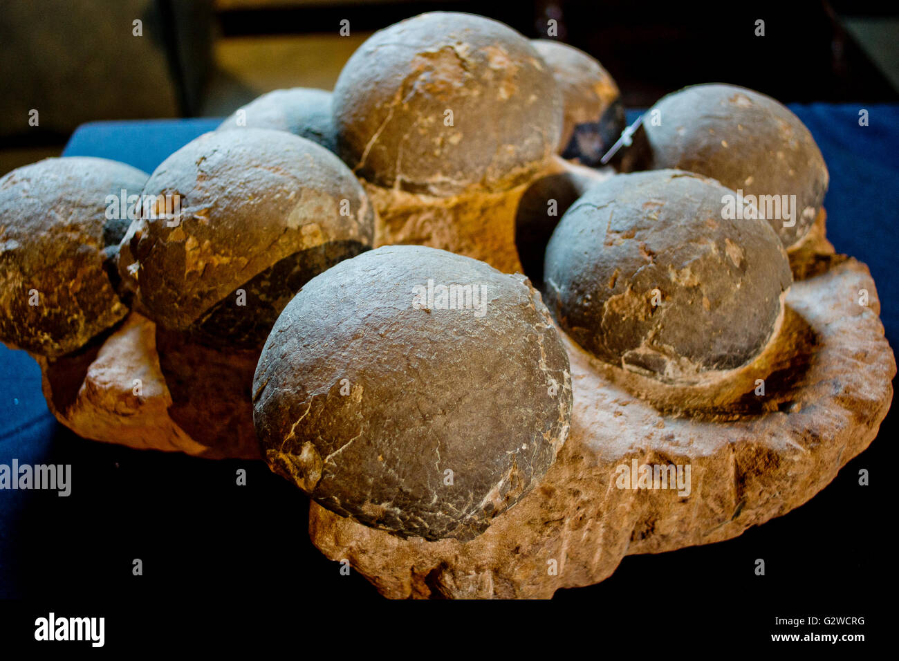 Nest fossil hi-res stock photography and images - Alamy