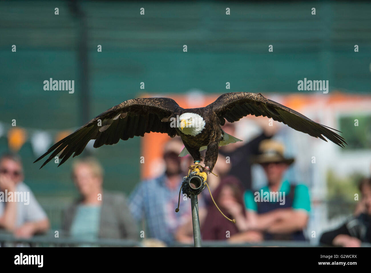 Shepton Mallet, UK. 3rd June, 2016. Bird of Prey display at the Bath ...