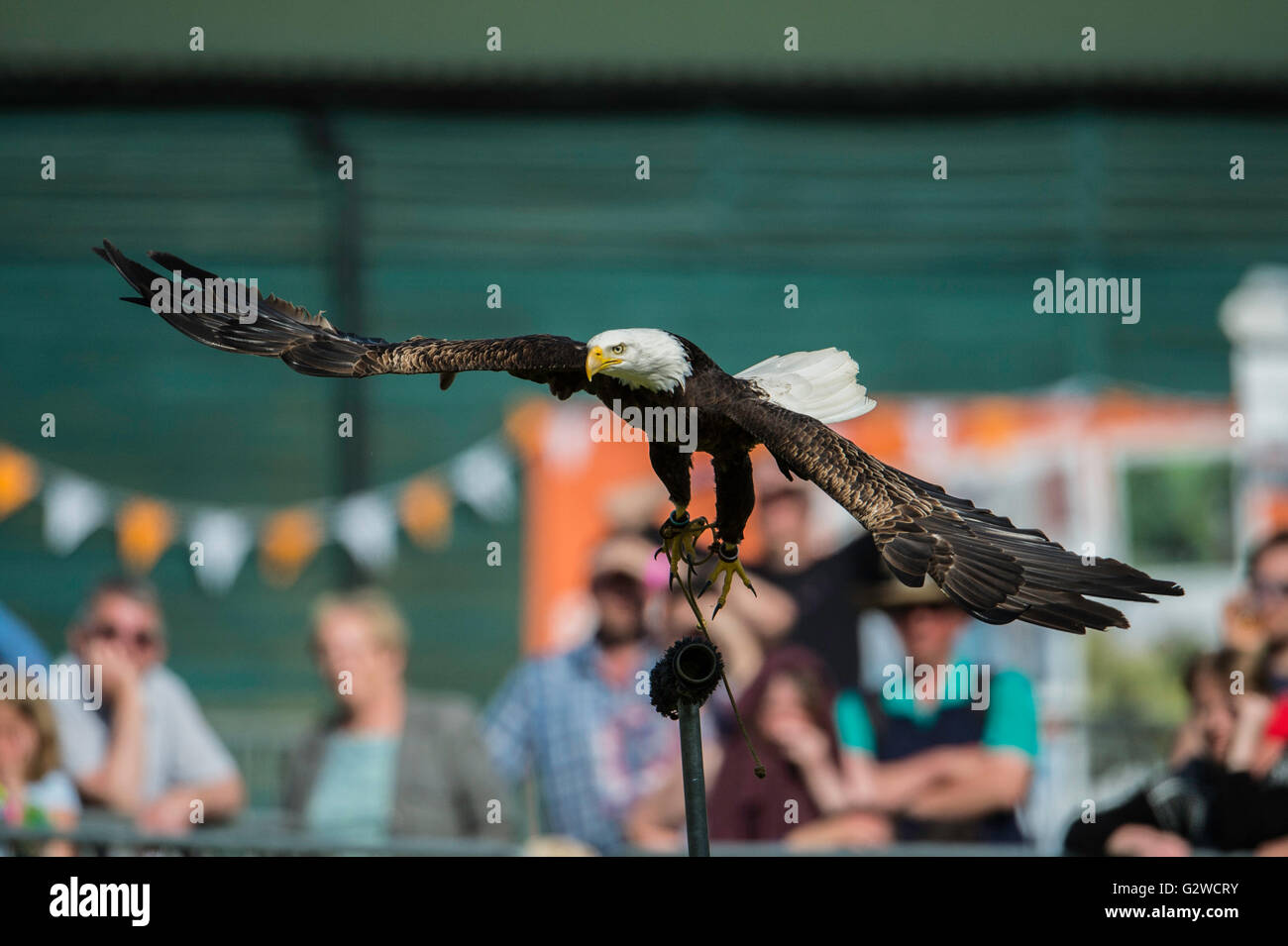 Shepton Mallet, UK. 3rd June, 2016. Bird of Prey display at the Bath ...