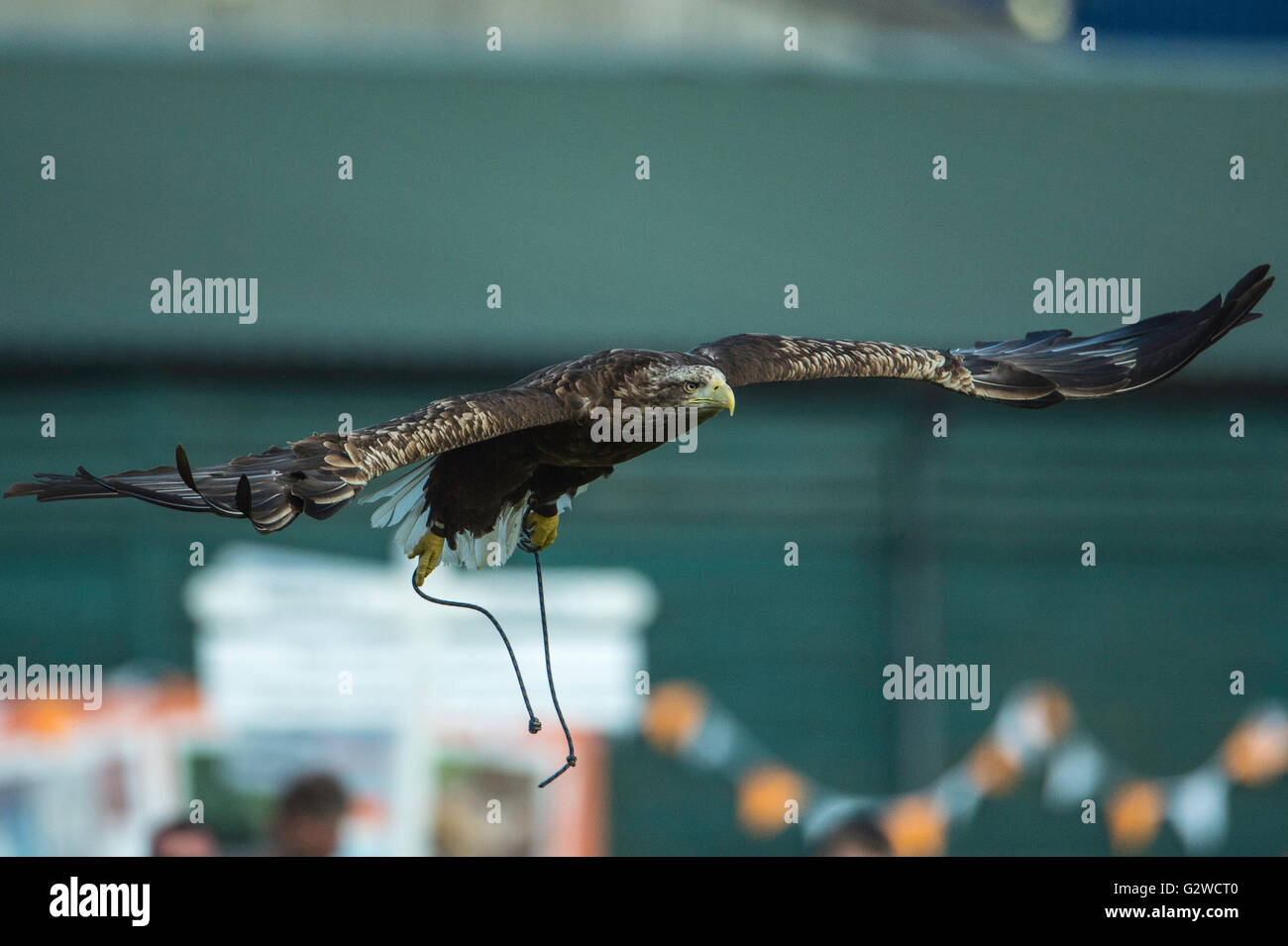 Royal crowds animal bird hi-res stock photography and images - Alamy
