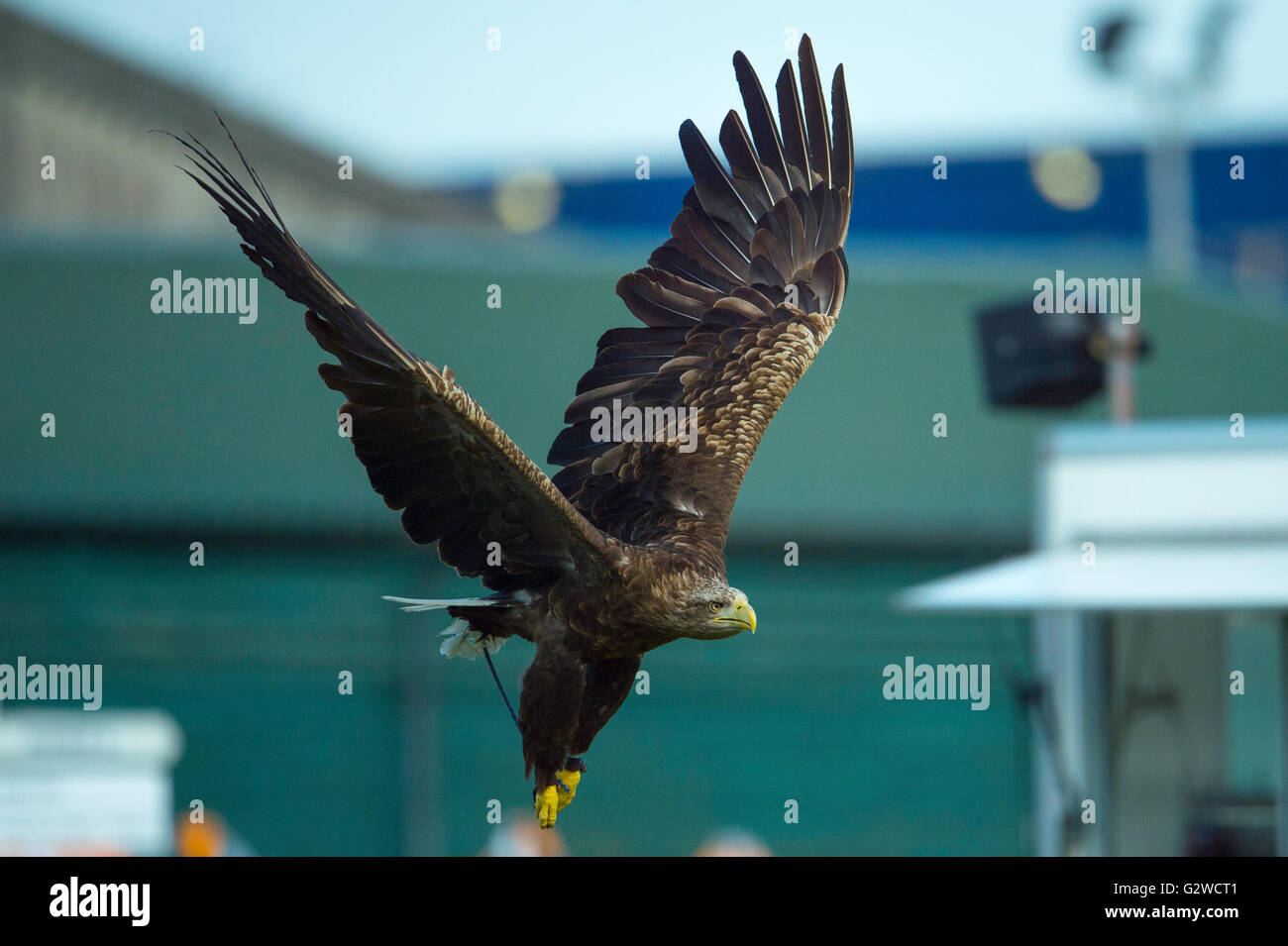 Royal crowds animal bird hi-res stock photography and images - Alamy