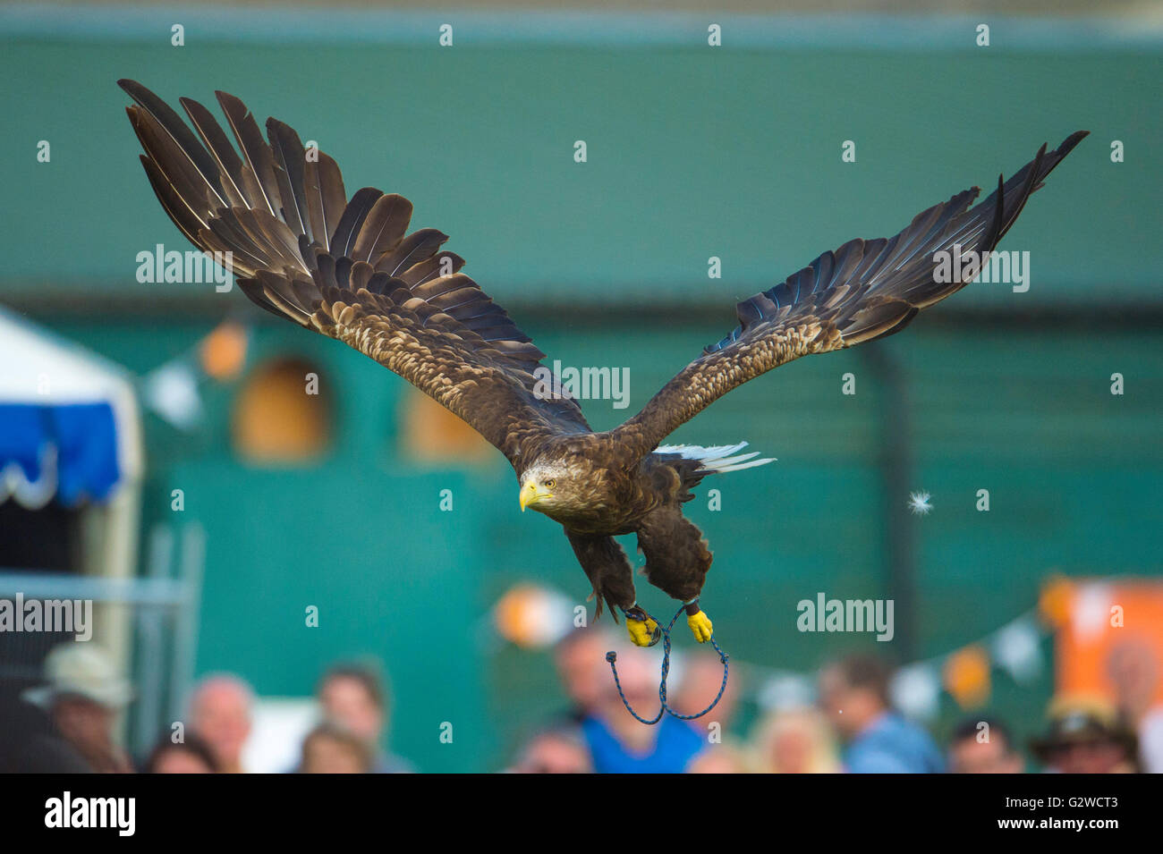 Shepton Mallet, UK. 3rd June, 2016. Bird of Prey display at the Bath ...