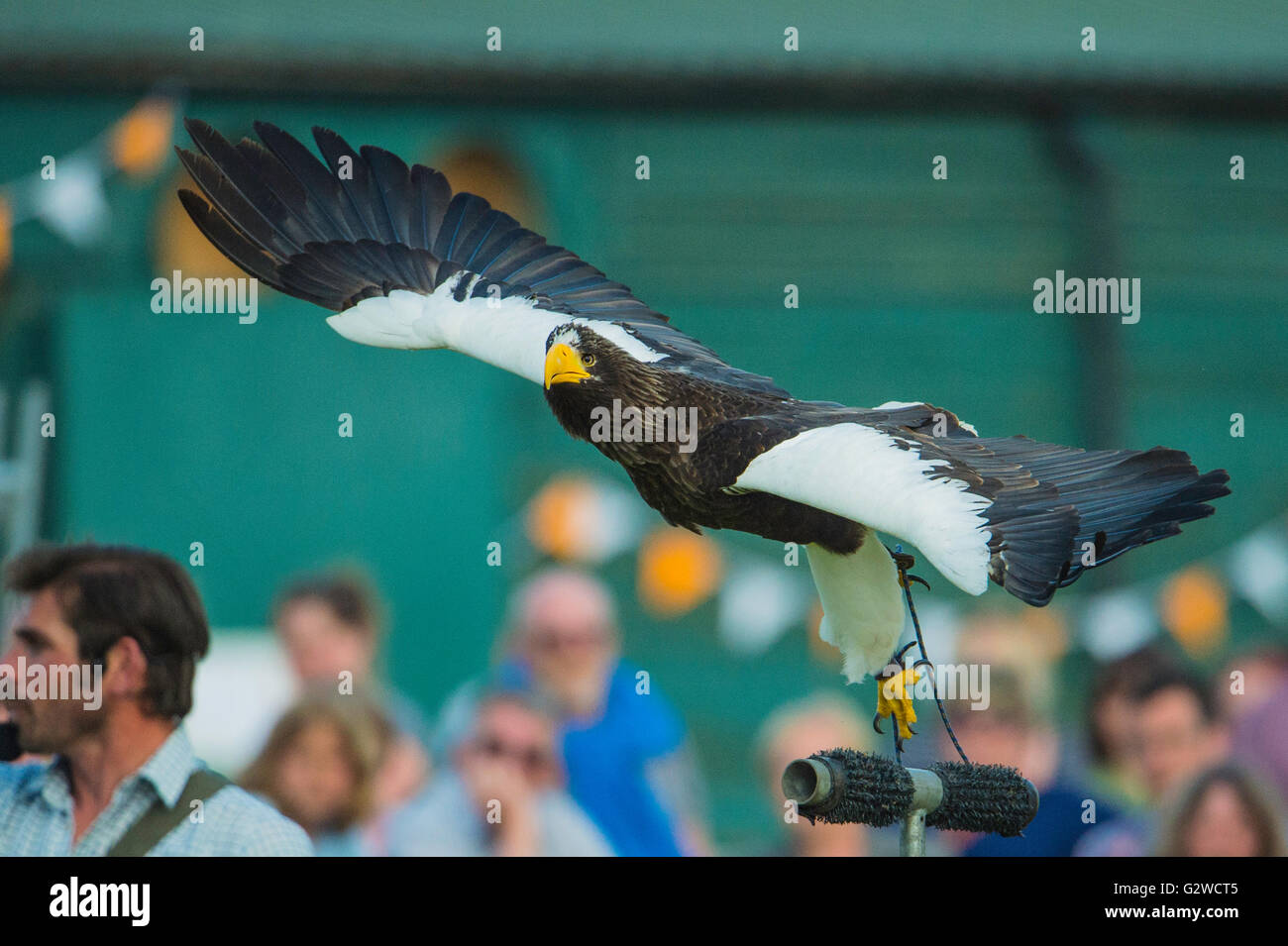 Royal crowds animal bird hi-res stock photography and images - Alamy
