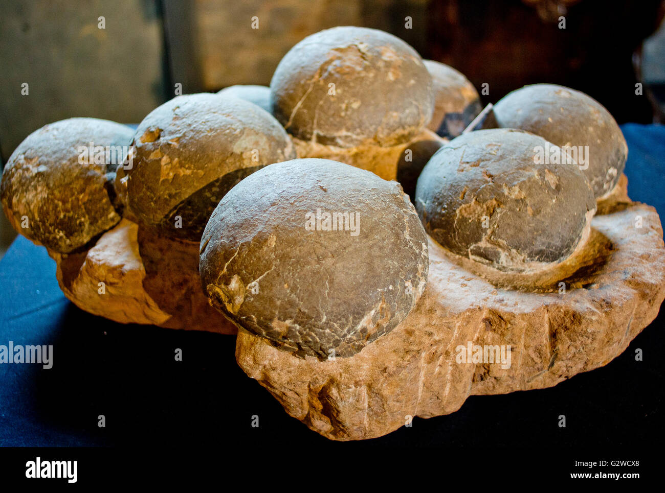 Nest fossil hi-res stock photography and images - Alamy