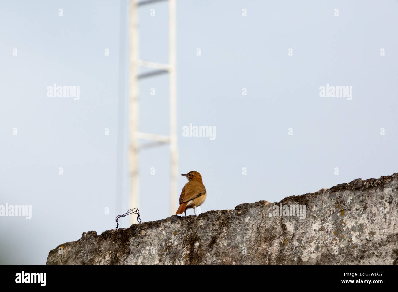 Asuncion, Paraguay. 3rd Jun, 2016. Rufous hornero (Furnarius rufus ...