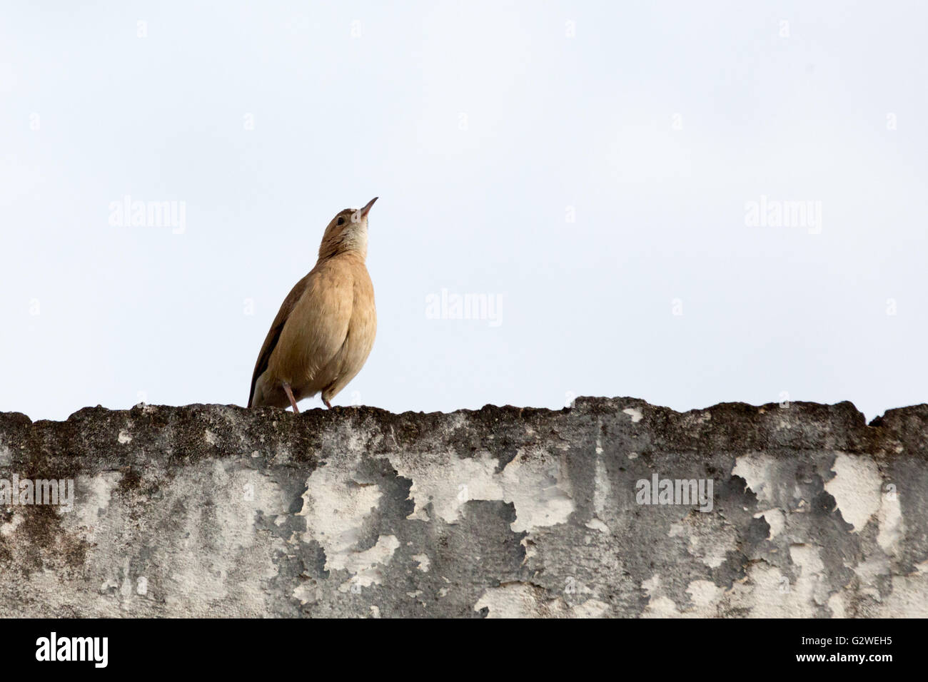 Asuncion, Paraguay. 3rd Jun, 2016. Rufous hornero (Furnarius rufus ...