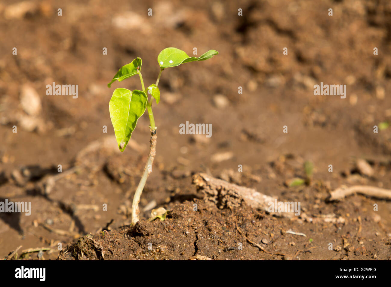 Asuncion, Paraguay. 3rd Jun, 2016. Young papaya plant growing in the ...