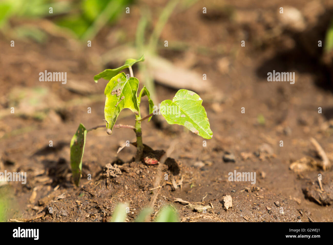 Asuncion, Paraguay. 3rd Jun, 2016. Young papaya plant growing in the ...