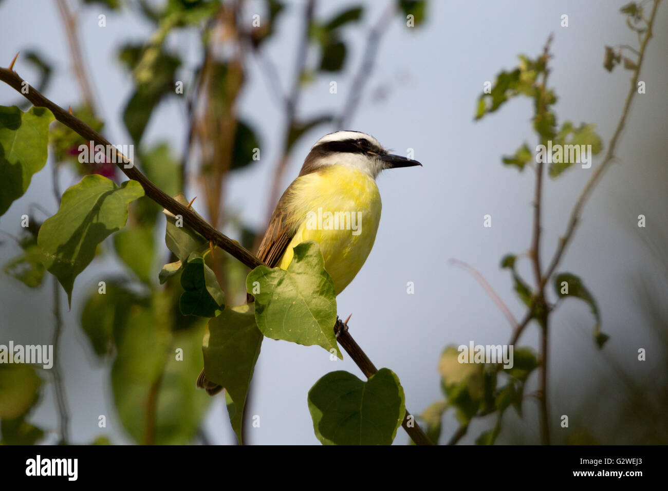 Asuncion, Paraguay. 3rd Jun, 2016. Great kiskadee (Pitangus sulphuratus ...
