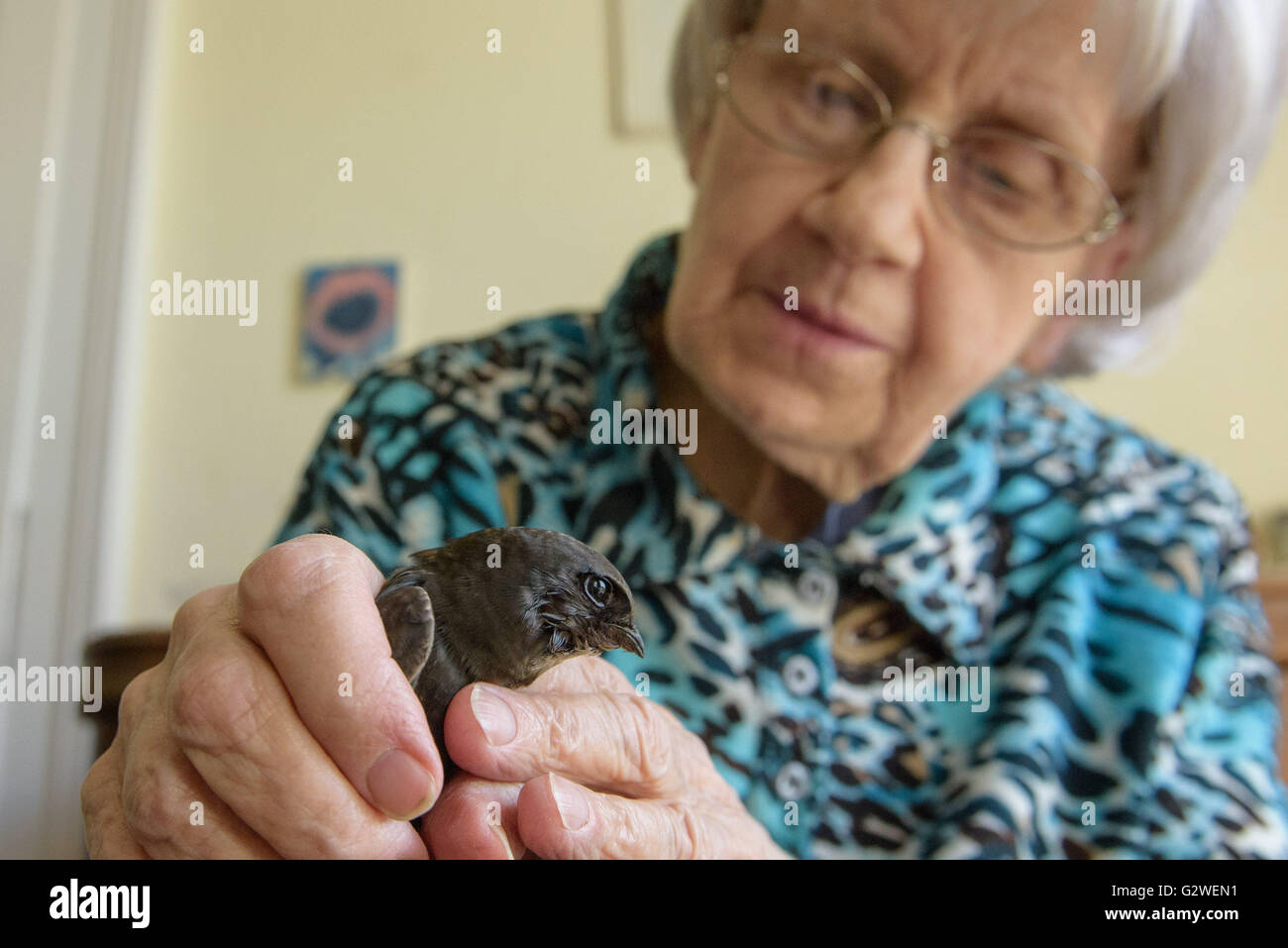 Weimar, Germany. 30th May, 2016. Helga Brunnemann holding up a swift in ...