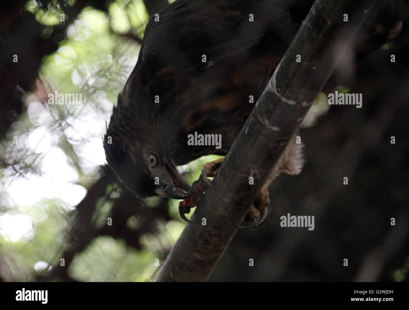 Philippine eagle in wild hi-res stock photography and images - Alamy