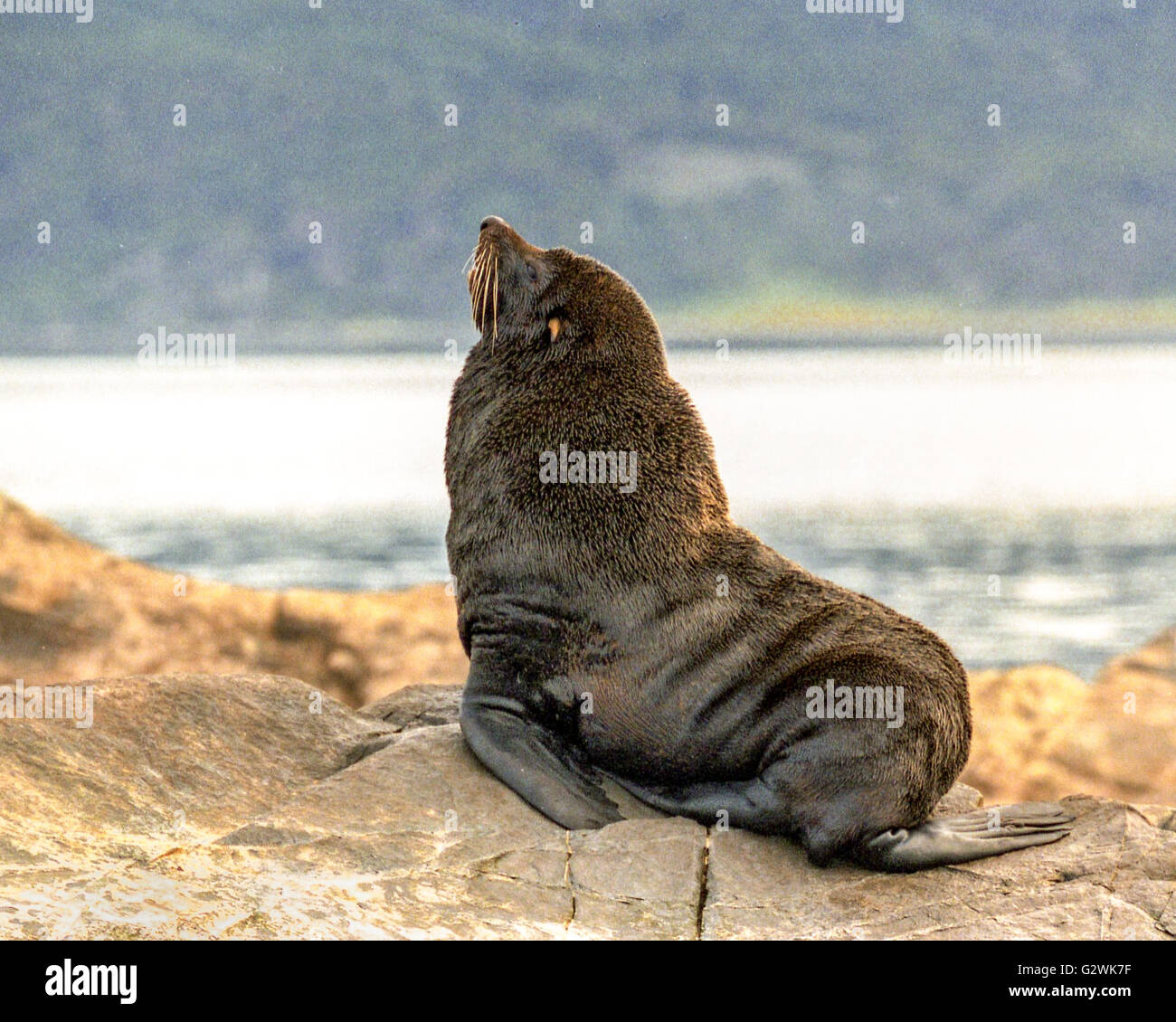 Beagle seal hi-res stock photography and images - Alamy