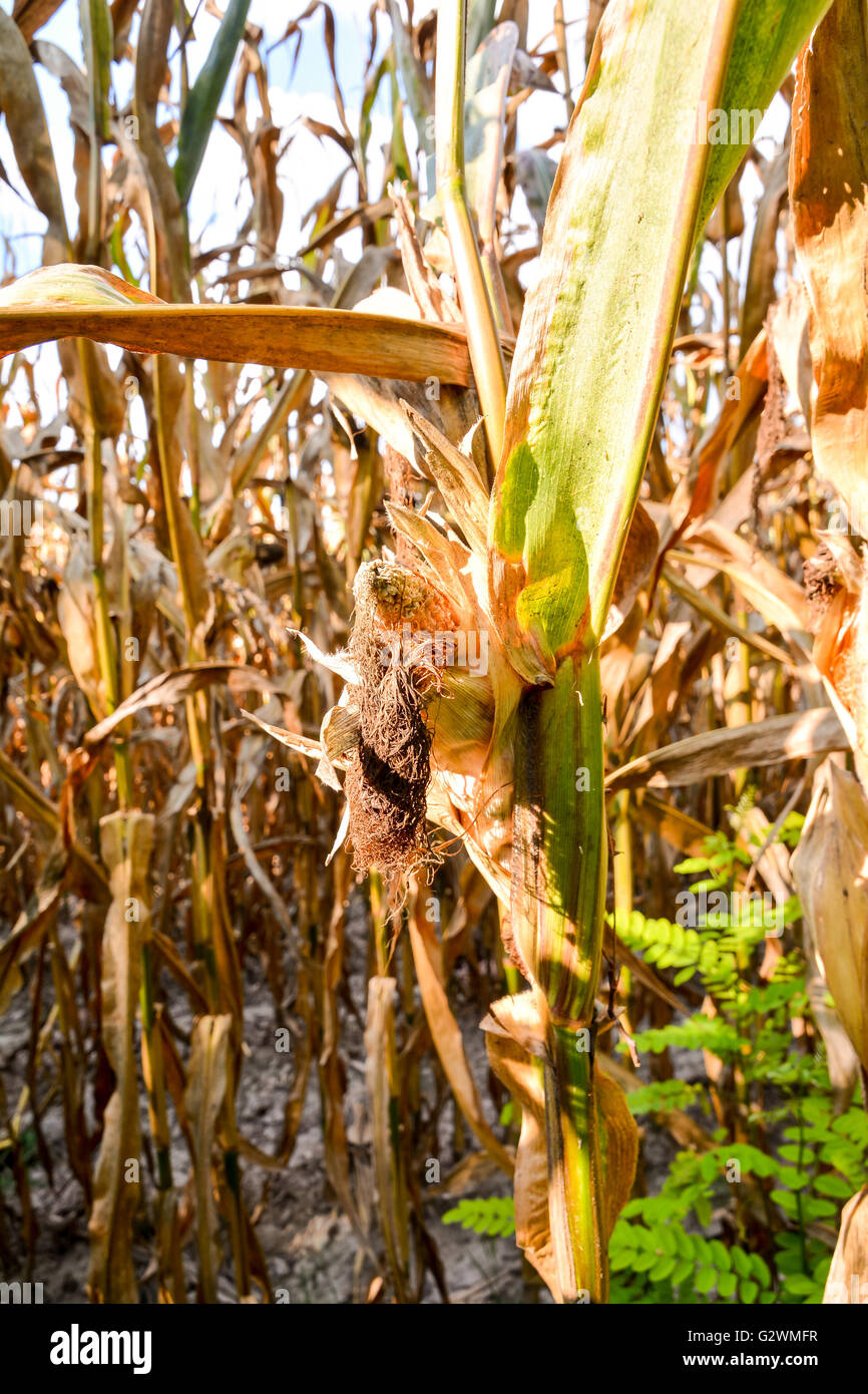 Photo Picture of Dry Vegetable Corn Plant Background Stock Photo - Alamy