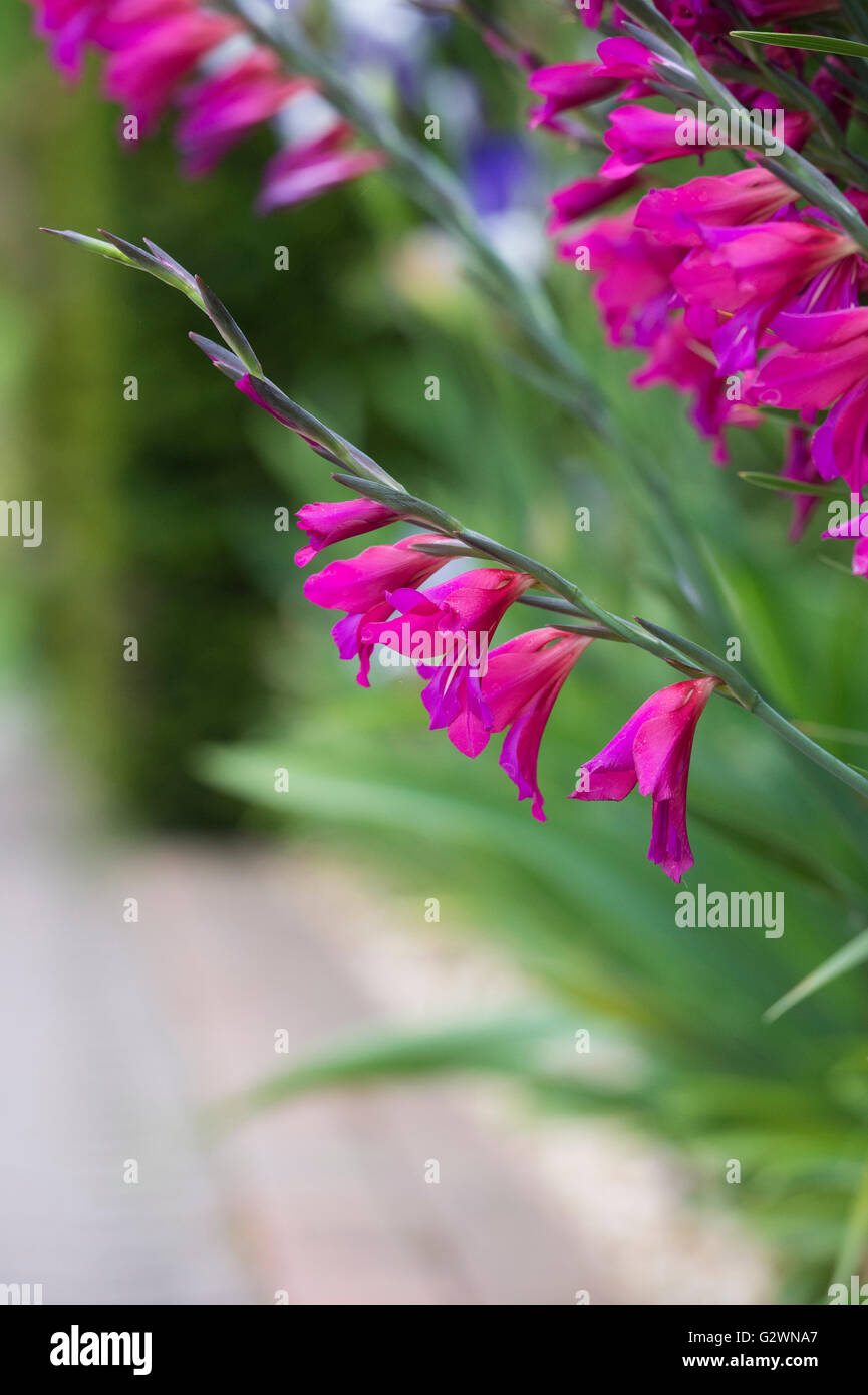 Gladiolus palustris. Sword Lily flowers in spring Stock Photo - Alamy