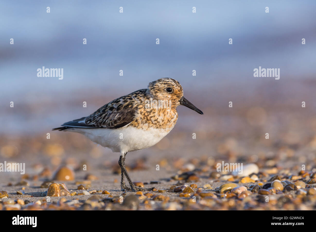 Sanderling on beach hi-res stock photography and images - Alamy