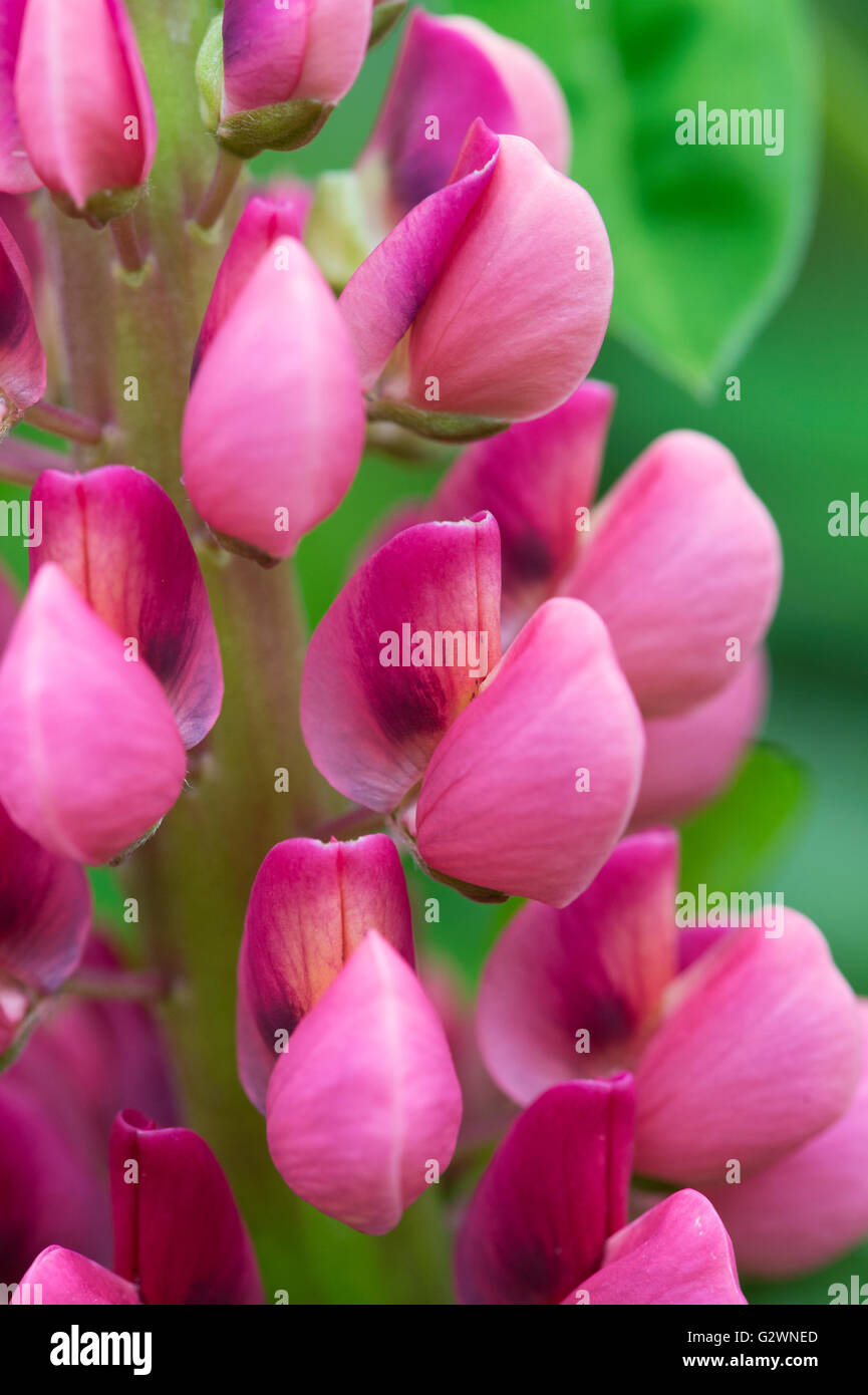 Lupinus. Pink Lupin flower Stock Photo - Alamy