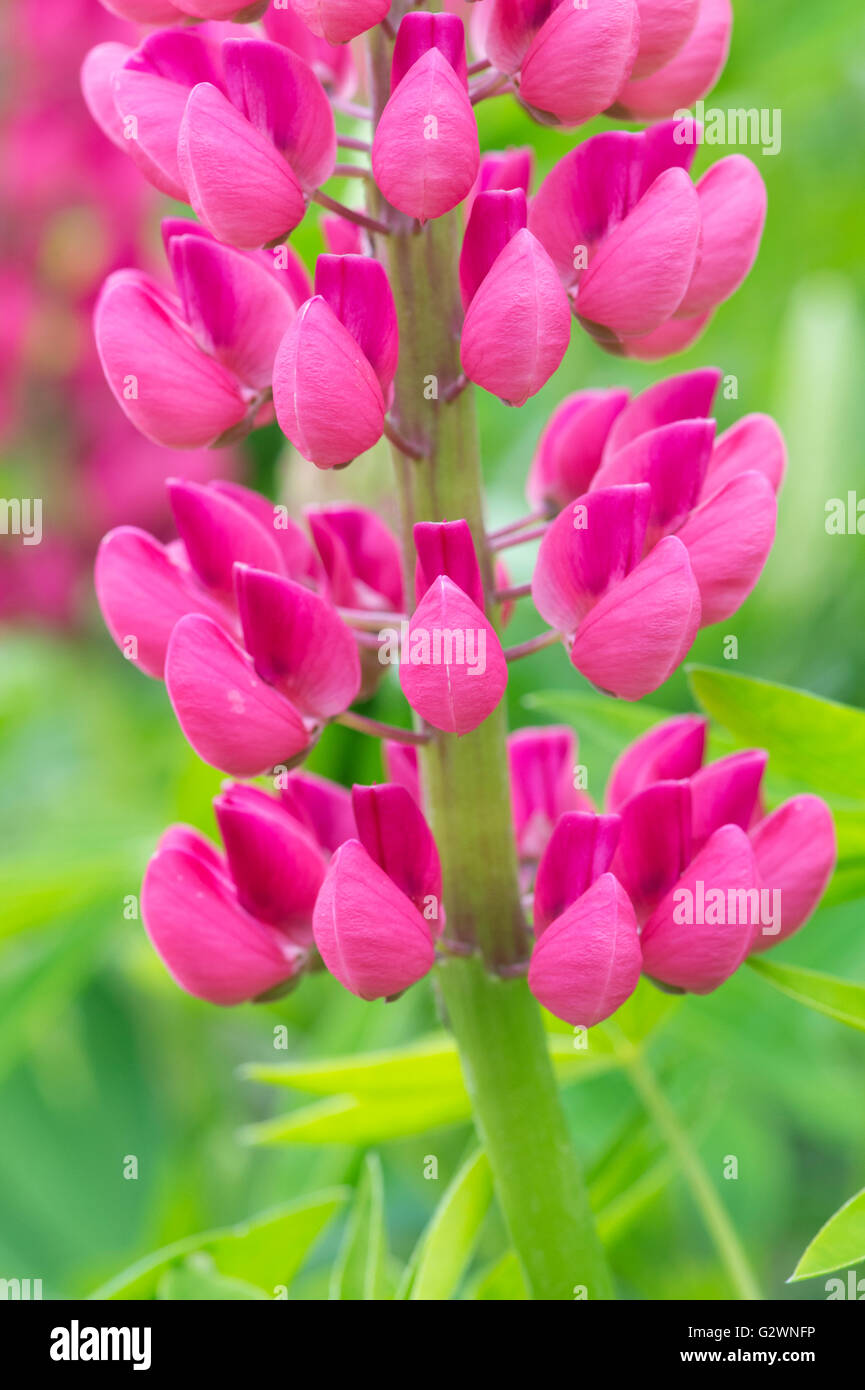 Lupinus. Pink Lupin flower Stock Photo - Alamy
