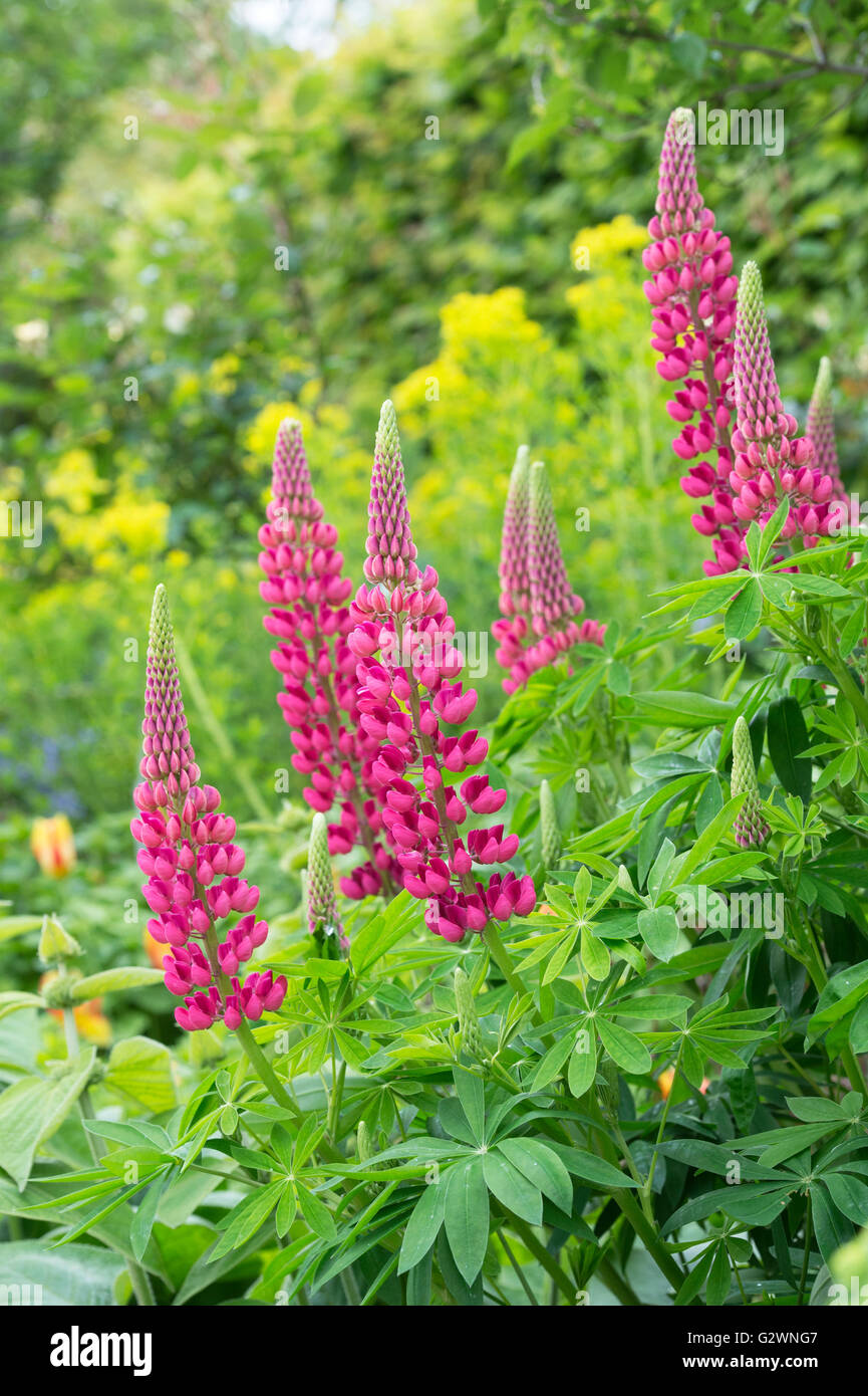 Lupinus. Pink Lupin flowers Stock Photo - Alamy