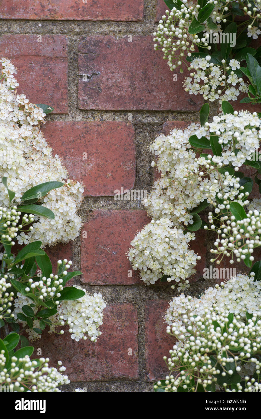 Pyracantha soleil d'or. Firethorn shrub blossom in spring Stock Photo ...
