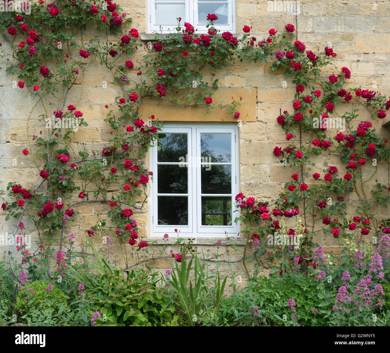 Climbing rose around front door hi-res stock photography and images - Alamy