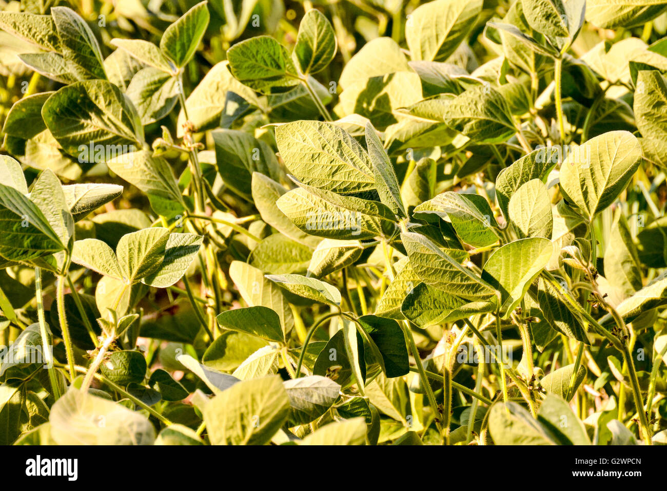 Photo Picture of a Soy Bean Plant Field Stock Photo - Alamy