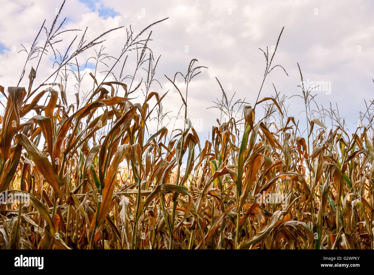 Photo Picture of Dry Vegetable Corn Plant Background Stock Photo - Alamy