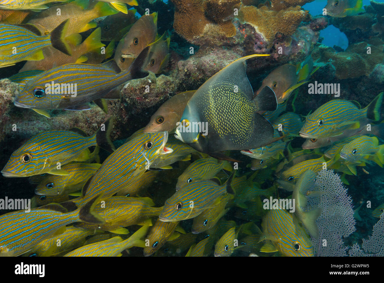 Angelfish cleaning behavior hi-res stock photography and images - Alamy