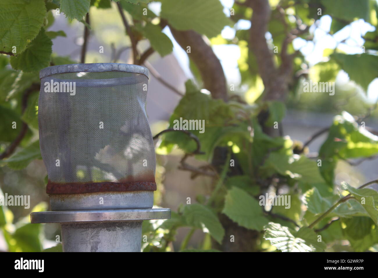 Holder bush hi-res stock photography and images - Alamy