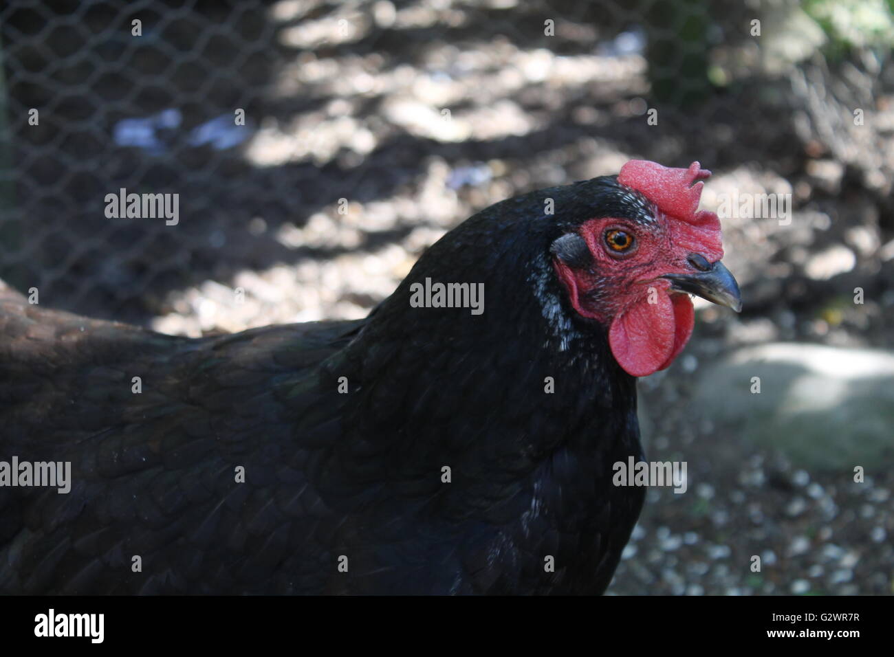 a black chicken Stock Photo - Alamy