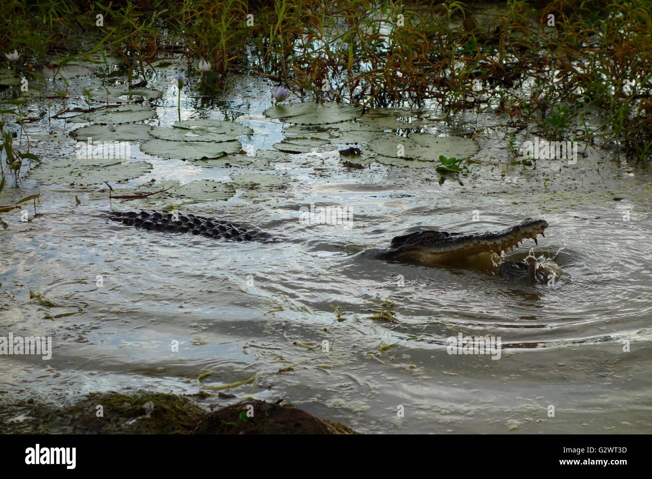 Olive python hi-res stock photography and images - Alamy