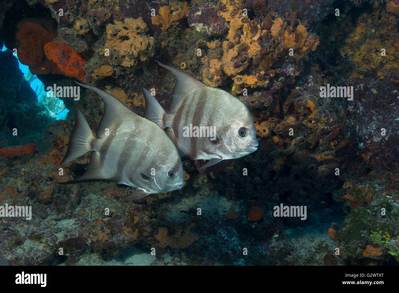 A pair of Atlantic spadefish hug the protective walls of a coral ledge ...