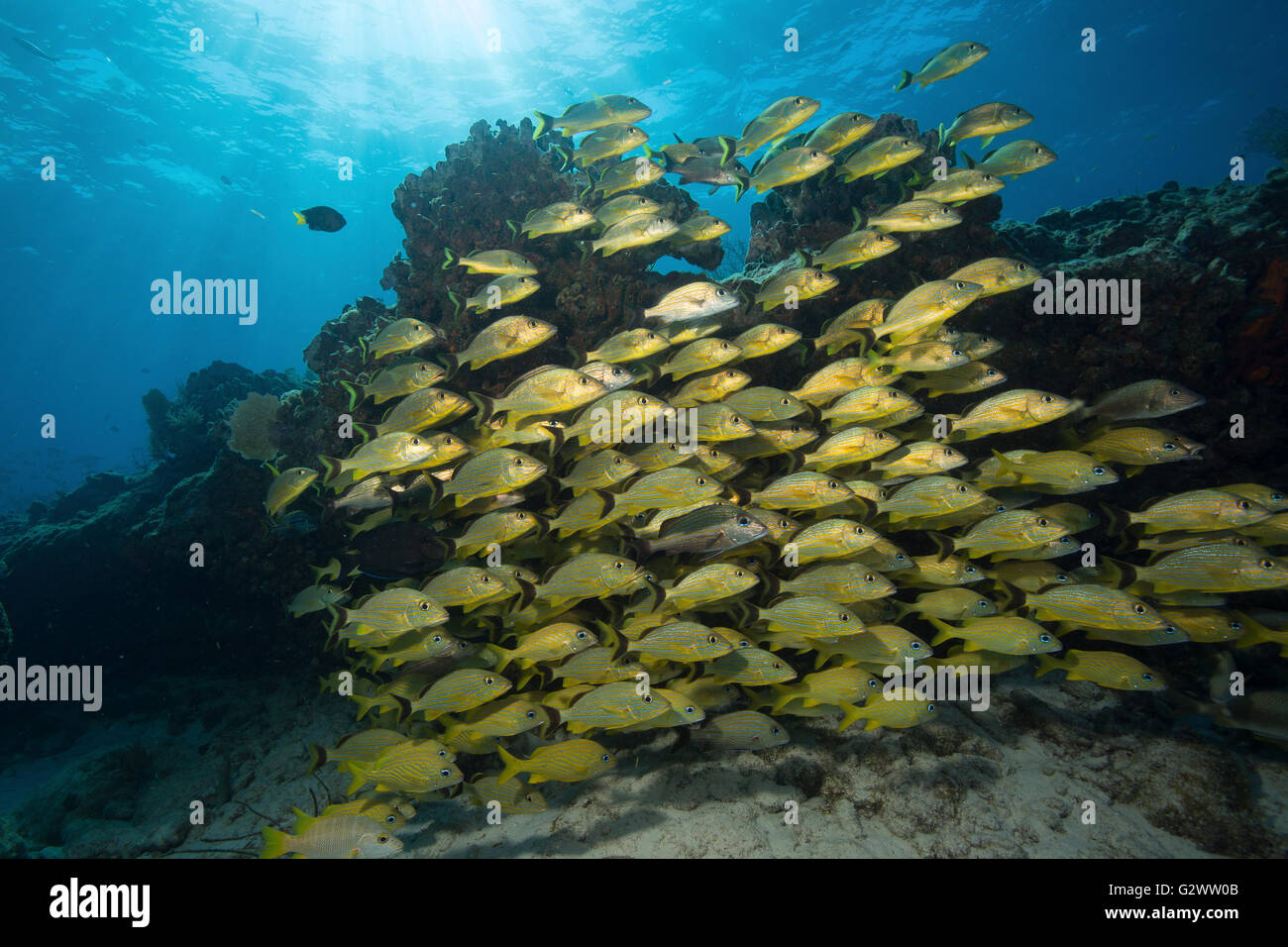 Blue stripe grunt school near the protection of a coral ledge Stock ...