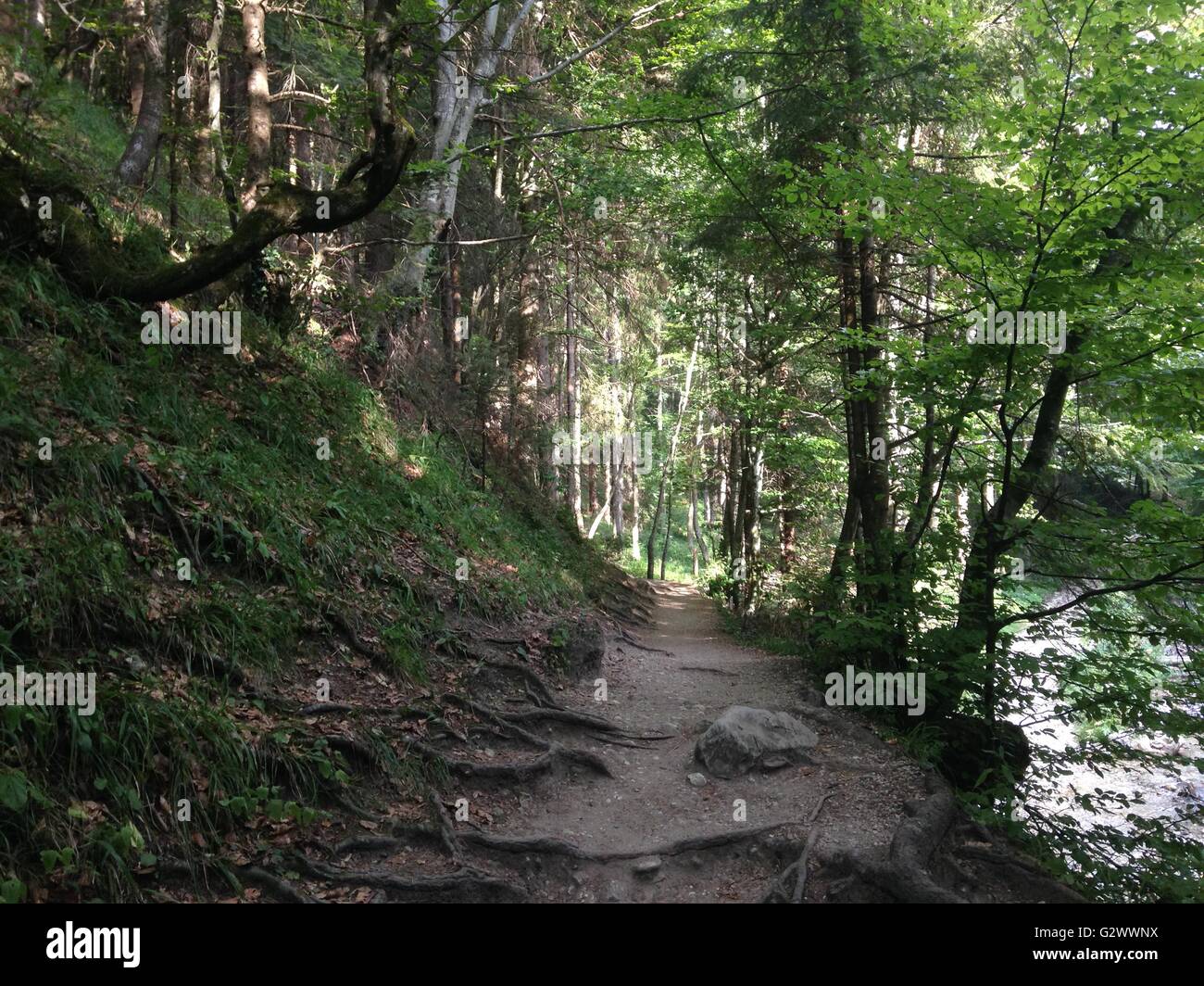 Beautiful Trees path Stock Photo - Alamy