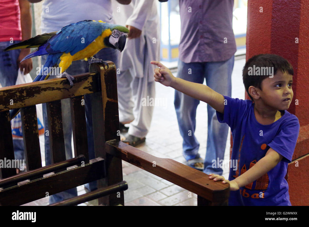 Boy pointing bird hi-res stock photography and images - Alamy