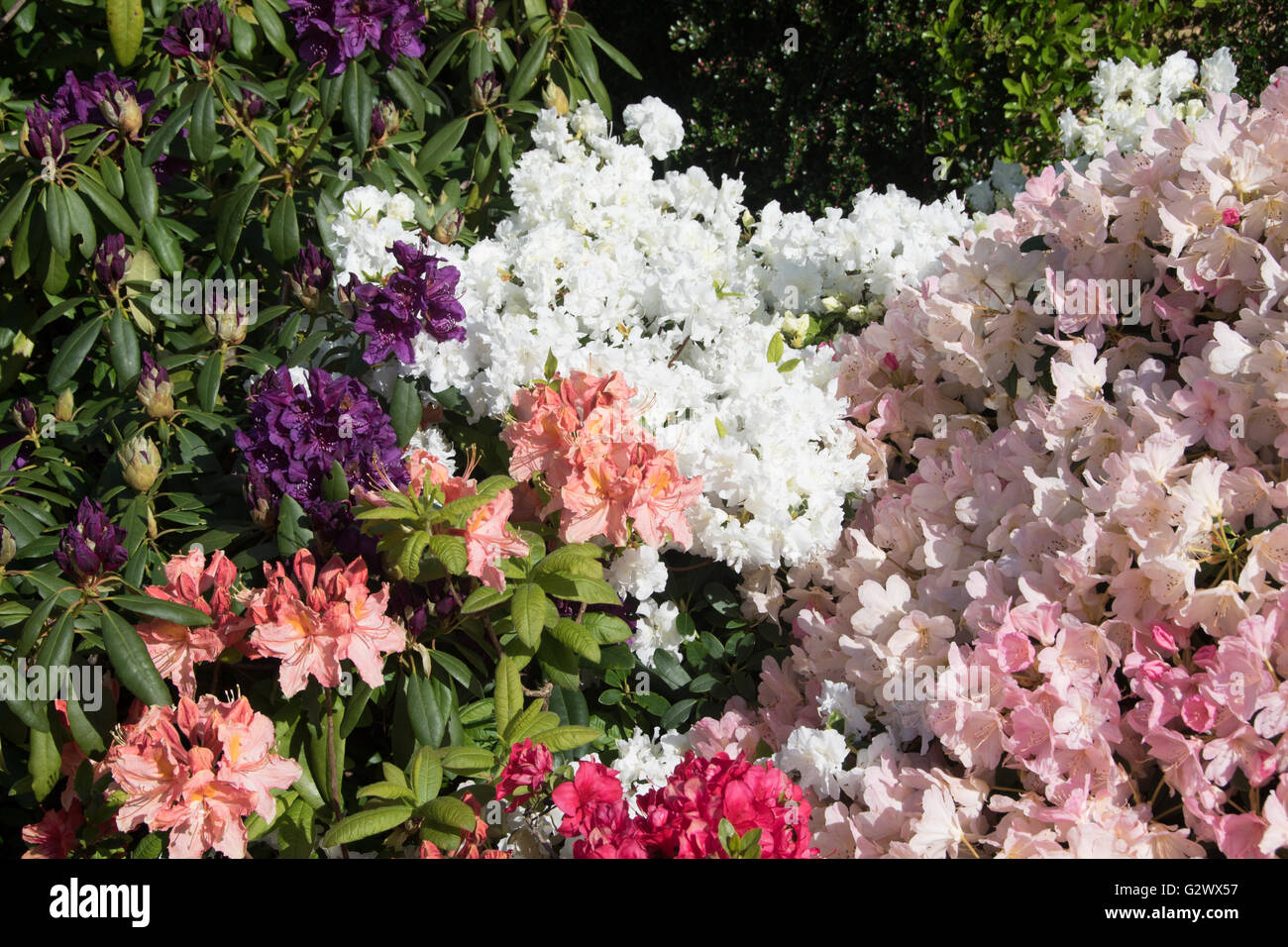 Rhododendron multi colours hi-res stock photography and images - Alamy